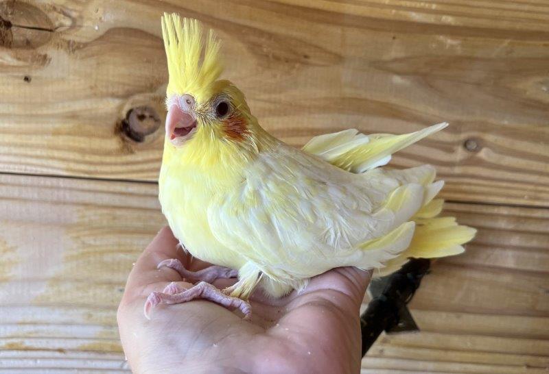 Gelber Nymphensittich